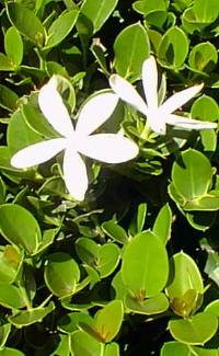Natal Plum (Carissa macrocarpa)