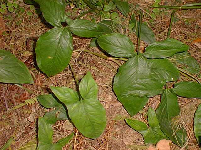 Nephthytis, African evergreen, Arrowhead Vine (Syngonium podophyllum)