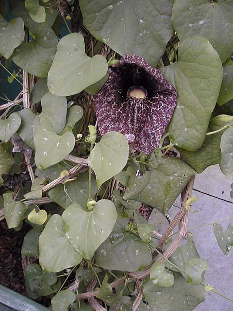 Pelican Flower (Aristolochia gigantea)