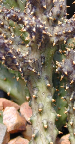 Persian Carpet Flower (Edithcolea grandis)