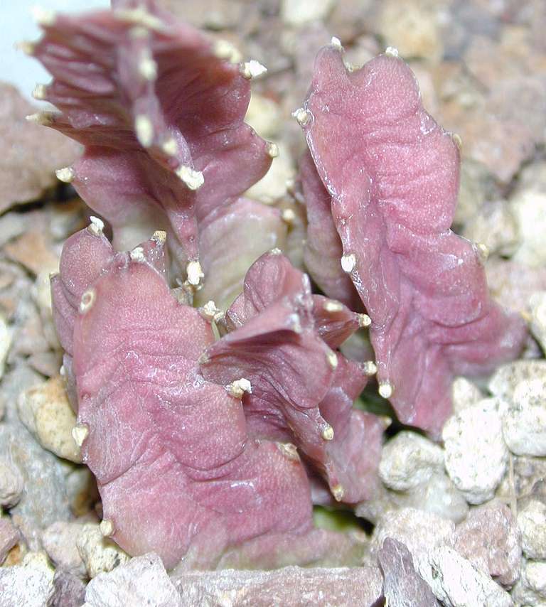 Caralluma diffusa