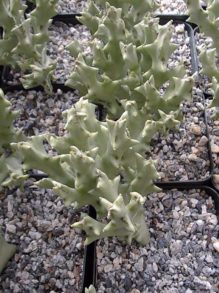 Caralluma socotrana
