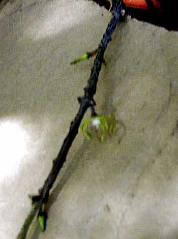 Cynanchum marnieranum
