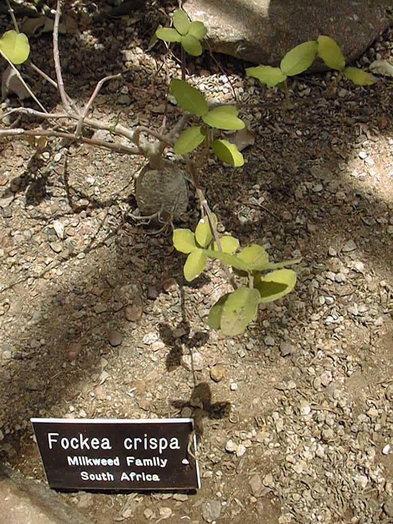 Fockea capensis