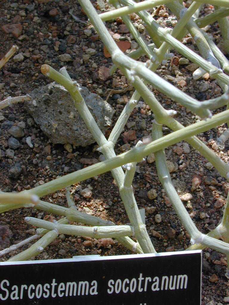 Sarcostemma socotranum