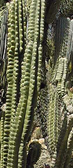 Hedge Cactus, Peruvian Apple Cactus (Cereus repandus)