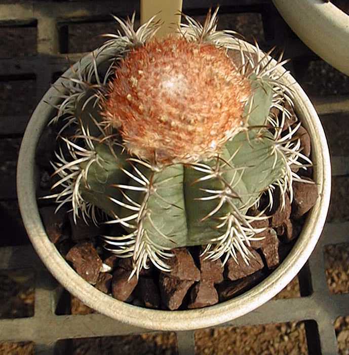Dwarf Turk's Cap Cactus (Melocactus matanzanus)