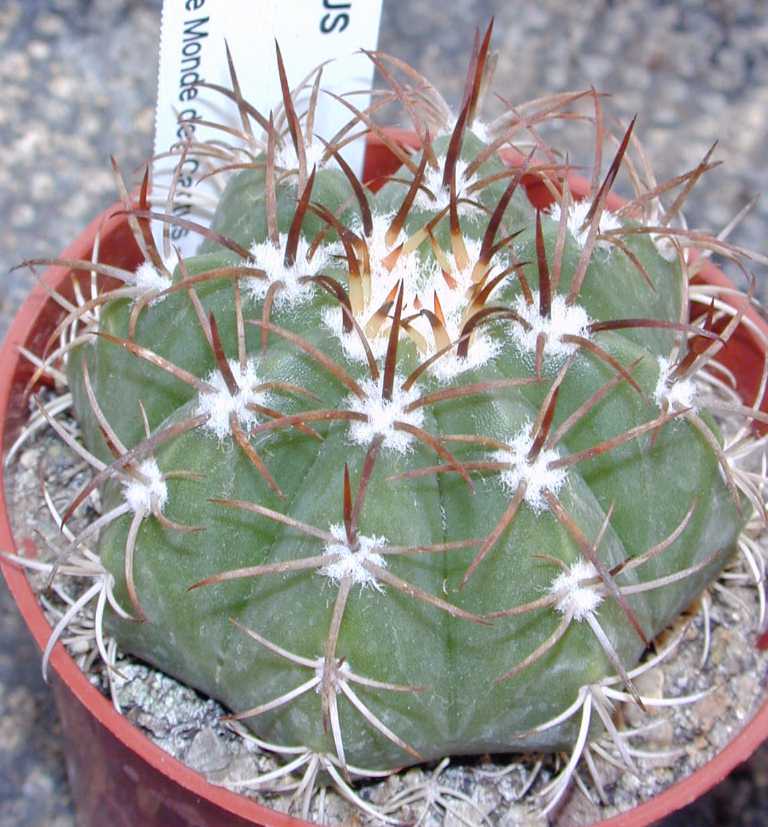 Dwarf Turk's Cap Cactus (Melocactus matanzanus)