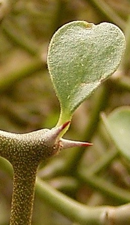 Decarya madagascariensis