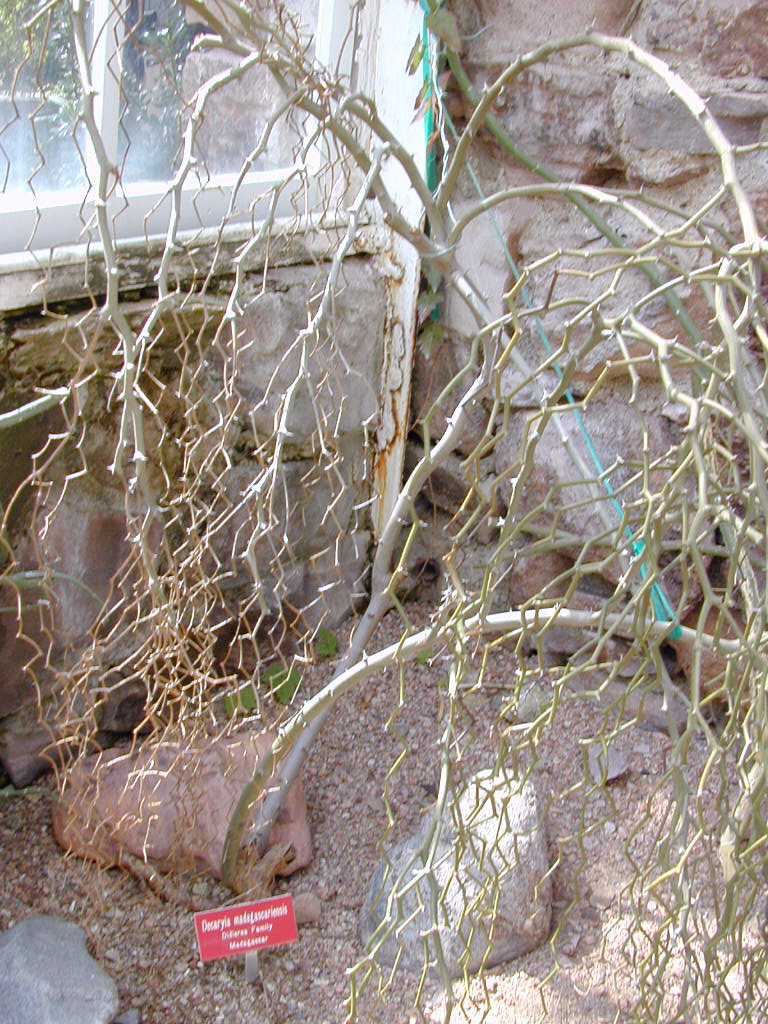 Decarya madagascariensis