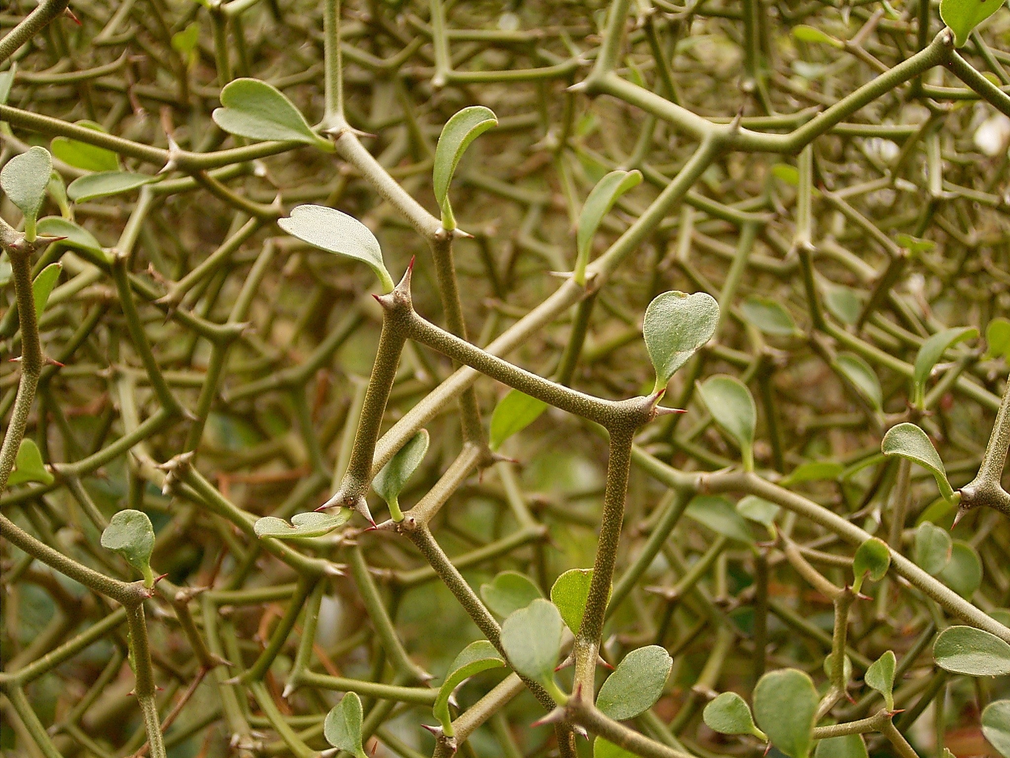 Decarya madagascariensis