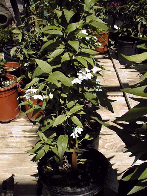 Potato vine (Solanum jasminoides)