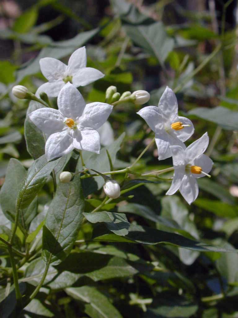 Potato vine (Solanum jasminoides)